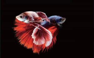 Types of Betta Fish (Which is the Perfect One for You?) | FishLab
