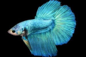 Types of Betta Fish (Which is the Perfect One for You?) | FishLab