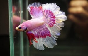 Types of Betta Fish (Which is the Perfect One for You?) | FishLab