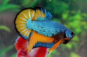 Types of Betta Fish (Which is the Perfect One for You?) | FishLab