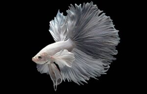 Types of Betta Fish (Which is the Perfect One for You?) | FishLab