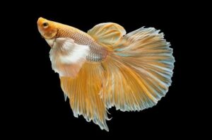 Types of Betta Fish (Which is the Perfect One for You?) | FishLab