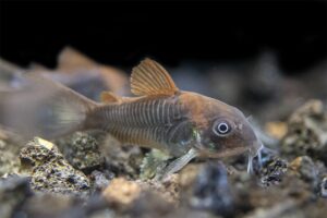 Cory Catfish 101: Care, Food, Breeding & More | FishLab