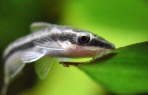 The 22 Best Goldfish Tank Mates & Fish Companions | FishLab
