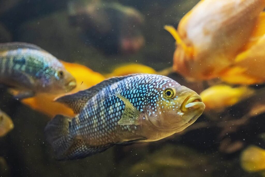 Jack Dempsey Fish (Cichlid): Care Guide - FishLab.com