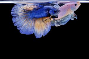 Can Male and Female Betta Fish Live Together? - FishLab