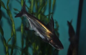 The 22 Best Goldfish Tank Mates & Fish Companions | FishLab