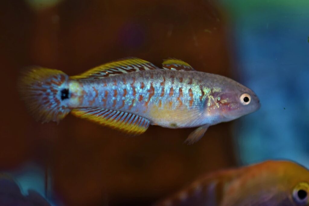 Peacock Gudgeon Care Guide: Tips for a Vibrant Aquarium