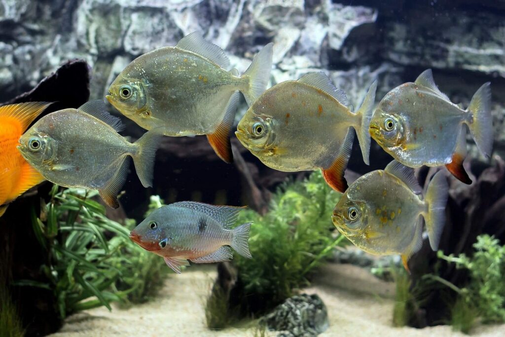 Silver Dollar Fish Care (Behavior, Food, Tank Mates & More)