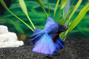 Purple Betta Fish: Care Guide & Why They're So Rare | FishLab