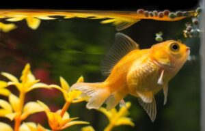 Goldfish Tank Size Guide - What's the Minimum Tank Size? | FishLab
