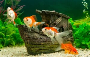 Goldfish Care 101: How to Take Care of a Goldfish | FishLab