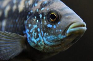 Jack Dempsey Fish (Cichlid): Care Guide | FishLab