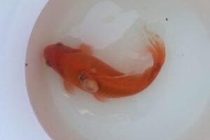 13 Common Goldfish Diseases That Start Subtle But Turn Gross Fast | FishLab