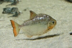 Silver Dollar Fish Care (Behavior, Food, Tank Mates & More) | FishLab