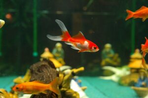 Goldfish Care 101: How to Take Care of a Goldfish | FishLab