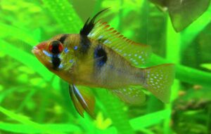 German Blue Ram Care Guide & Species Profile - FishLab