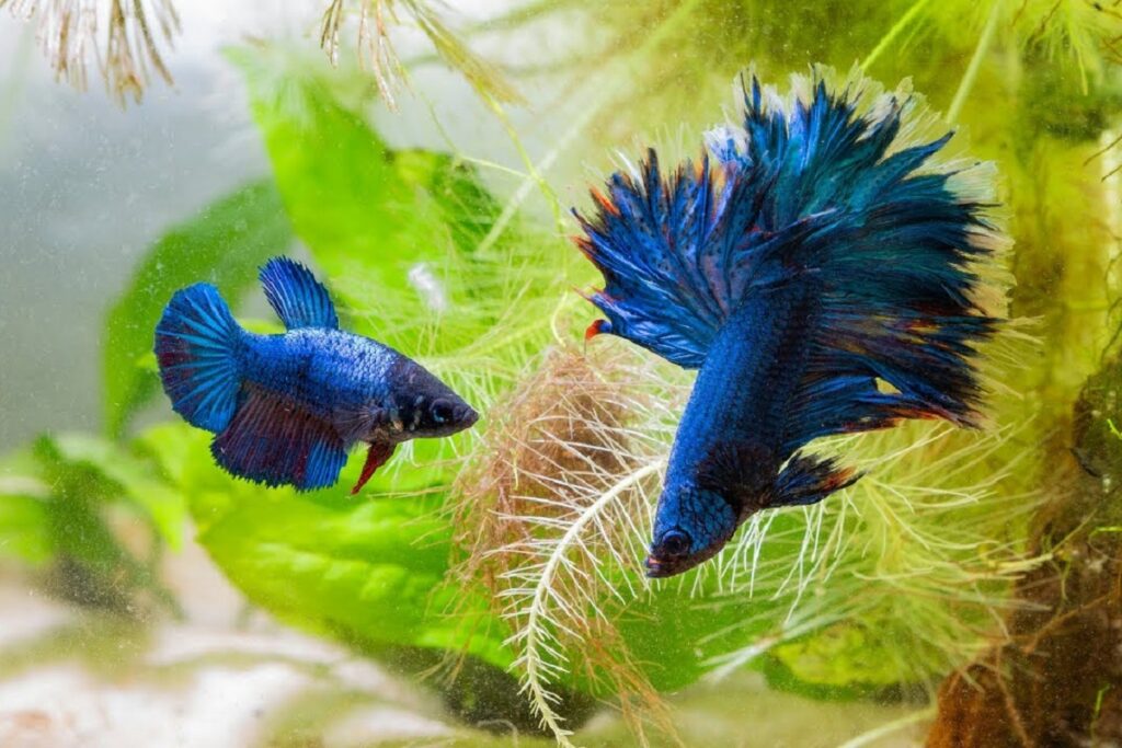 Betta Fish Anatomy 101: Female & Male - FishLab.com