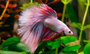 2000 Unique Betta Fish Names (Male & Female) | FishLab
