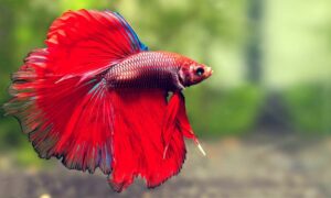 2000 Unique Betta Fish Names (Male & Female) | FishLab