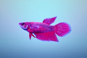 Betta Fish Anatomy 101: Female & Male | FishLab