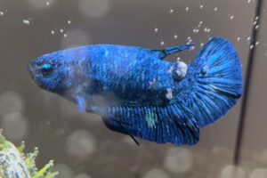Betta Fish Tumor: Causes, Prevention & Treatment | FishLab