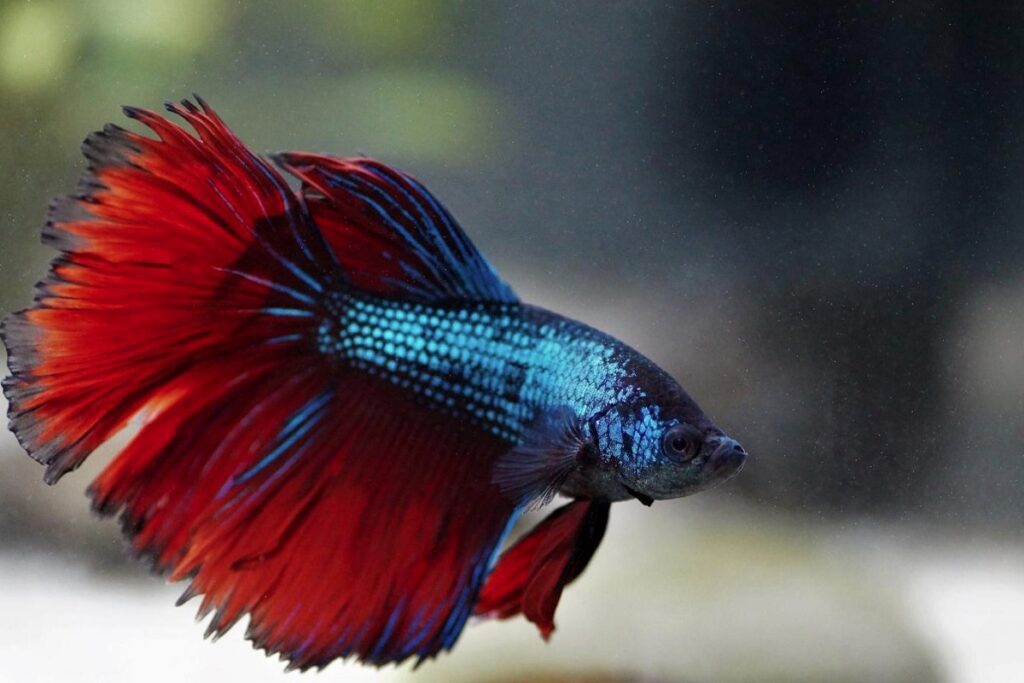 2000 Best Betta Fish Names: Find the Perfect Name for Betta