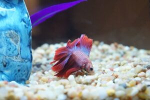 Swim Bladder Disease in Betta Fish: Symptoms, Causes & Treatment | FishLab