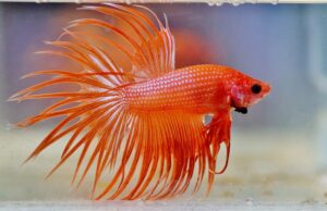 2000 Unique Betta Fish Names (Male & Female) | FishLab