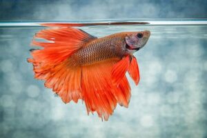 Betta Fish Anatomy 101: Female & Male | FishLab