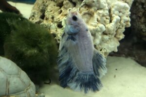 Swim Bladder Disease in Betta Fish: Symptoms, Causes & Treatment | FishLab