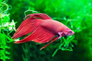 Betta Fish Anatomy 101: Female & Male | FishLab