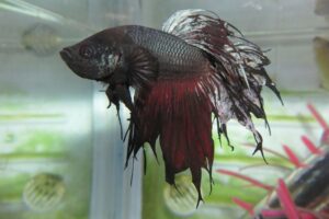 Betta Fish Fin Loss vs. Fin Rot (Differences) | FishLab