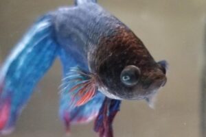Betta Fish Popeye (Swollen Eyes): Treatment and Prevention | FishLab