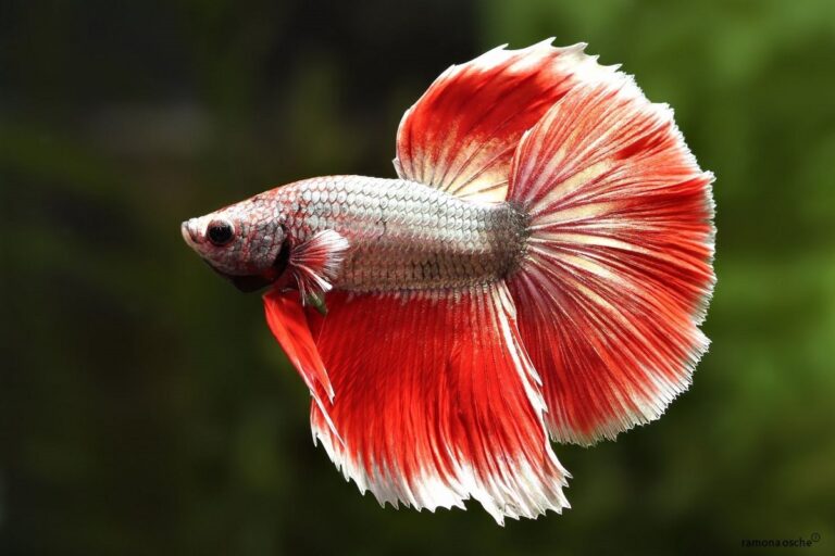Ich on Betta Fish: How to Treat and Prevent This Common Issue