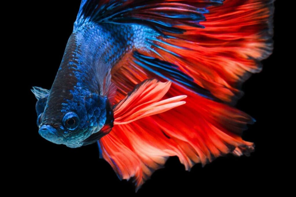 Betta Fish Velvet Disease: Symptoms, Treatment & Prevention