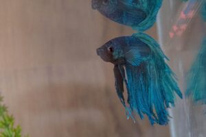 Common Betta Fish Diseases (With Treatments for a Sick Betta) | FishLab