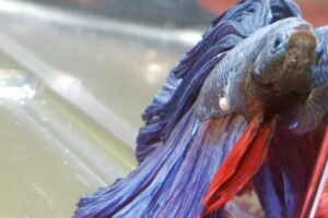 Common Betta Fish Diseases (With Treatments for a Sick Betta) | FishLab