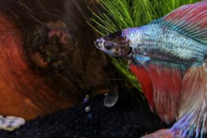 Betta Fish Velvet Disease: Symptoms, Treatment & Prevention | FishLab