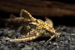 21 Best Cold Water Fish For Your Aquarium (No Heater Required) | FishLab