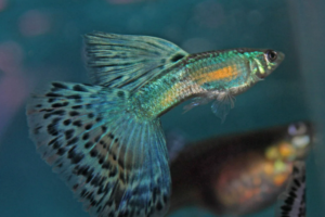 55 Different Types of Guppies (With Pics!) | FishLab