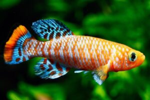 15 Best Fish For Small Tanks (With Pics!) | FishLab