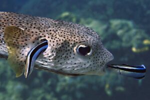 12 Best Saltwater Fish for Beginners - FishLab.com