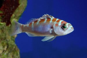 12 Best Saltwater Fish for Beginners - FishLab.com