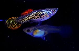 55 Different Types of Guppies (With Pics!) | FishLab