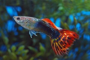 55 Different Types of Guppies (With Pics!) | FishLab