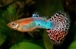 55 Different Types of Guppies (With Pics!) | FishLab