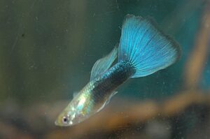 55 Different Types of Guppies (With Pics!) | FishLab