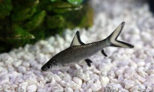 12 Freshwater Aquarium Sharks for Tanks of All Sizes | FishLab