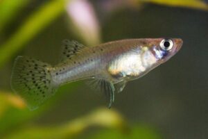 21 Best Cold Water Fish For Your Aquarium (No Heater Required) | FishLab